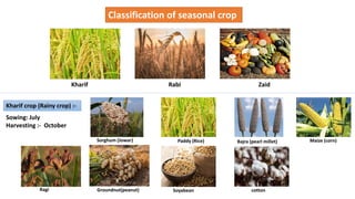 seasonal crop.pdf