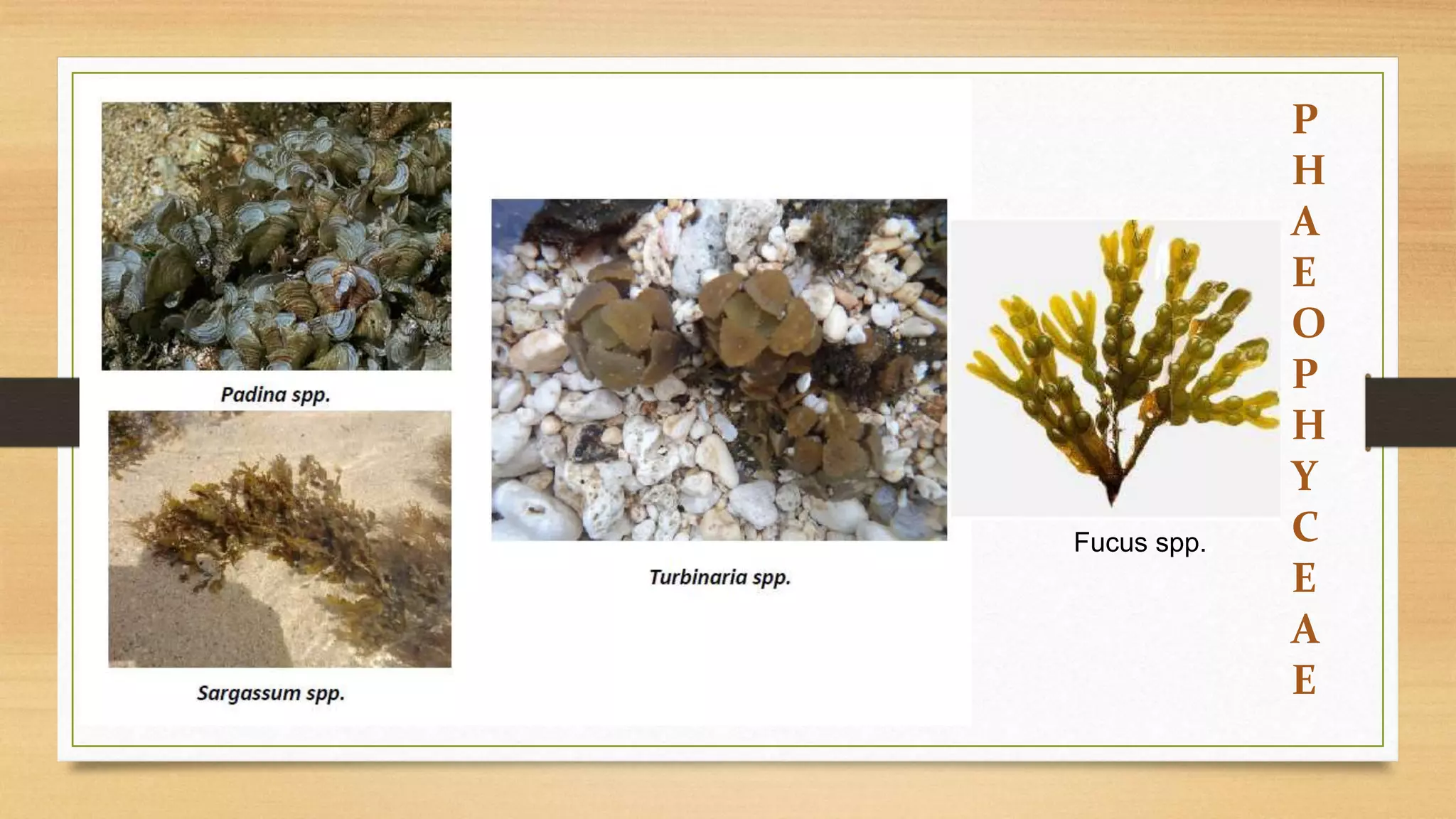 Classification of seaweed | PPTX