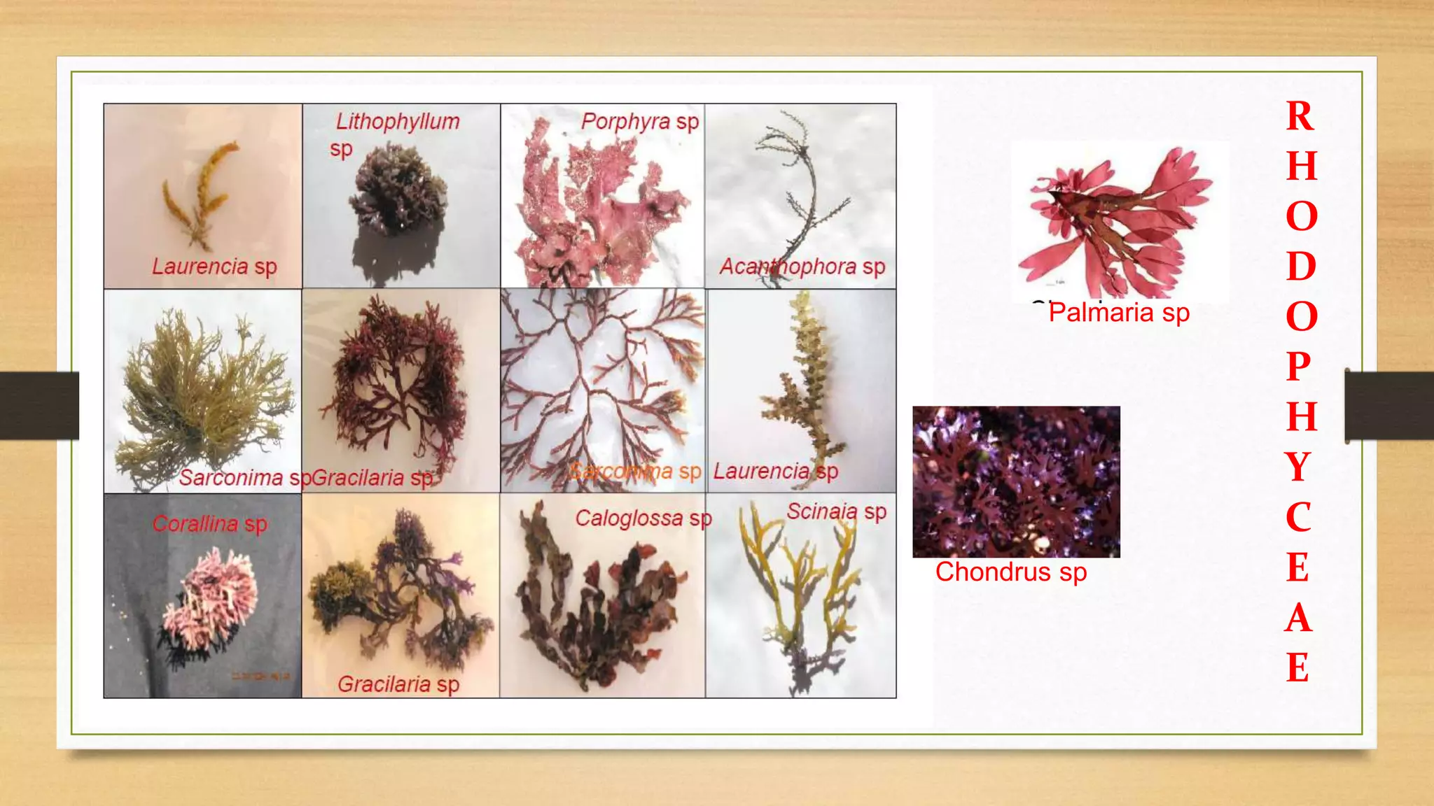 Classification of seaweed | PPTX