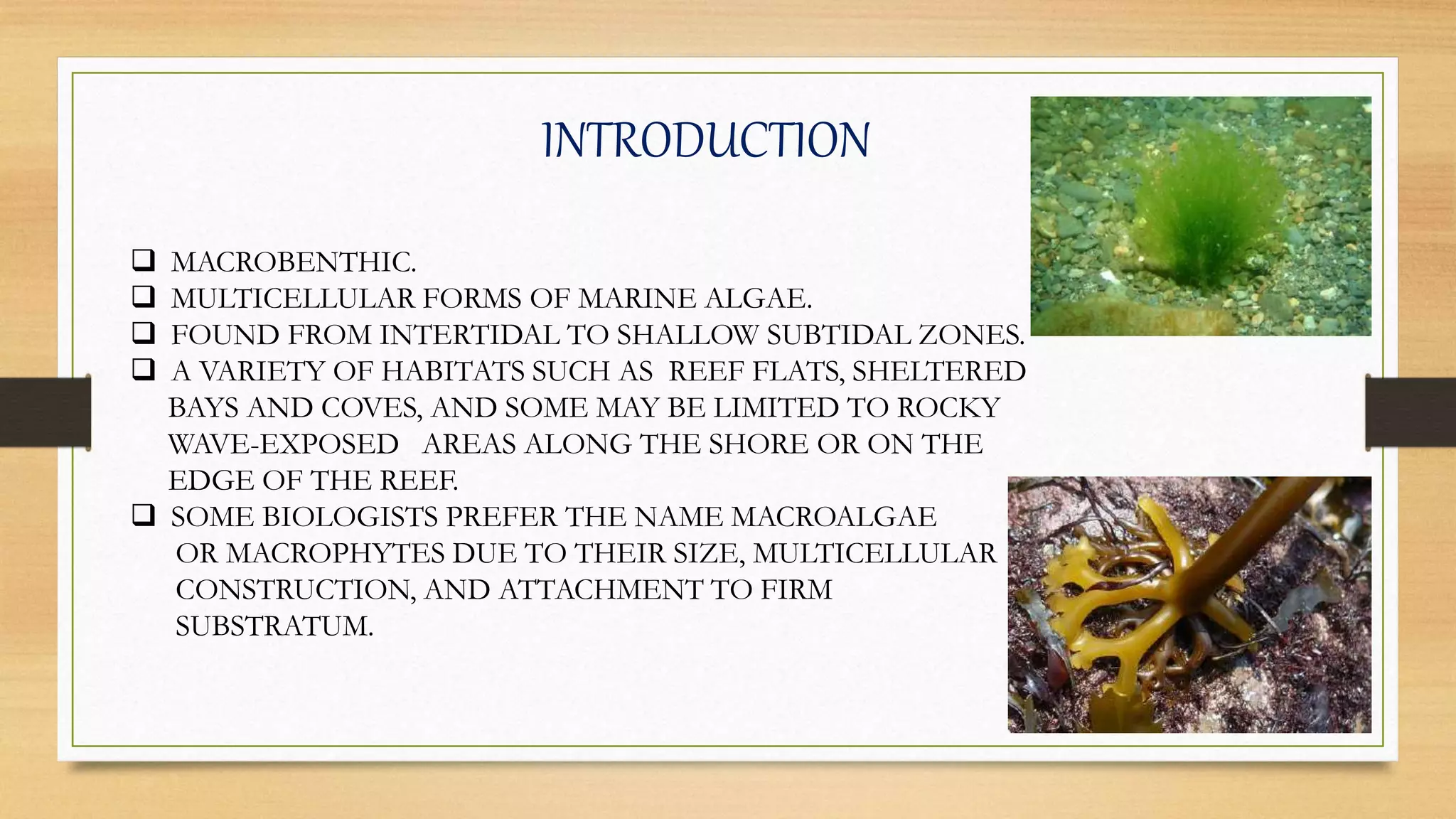 Classification of seaweed | PPTX
