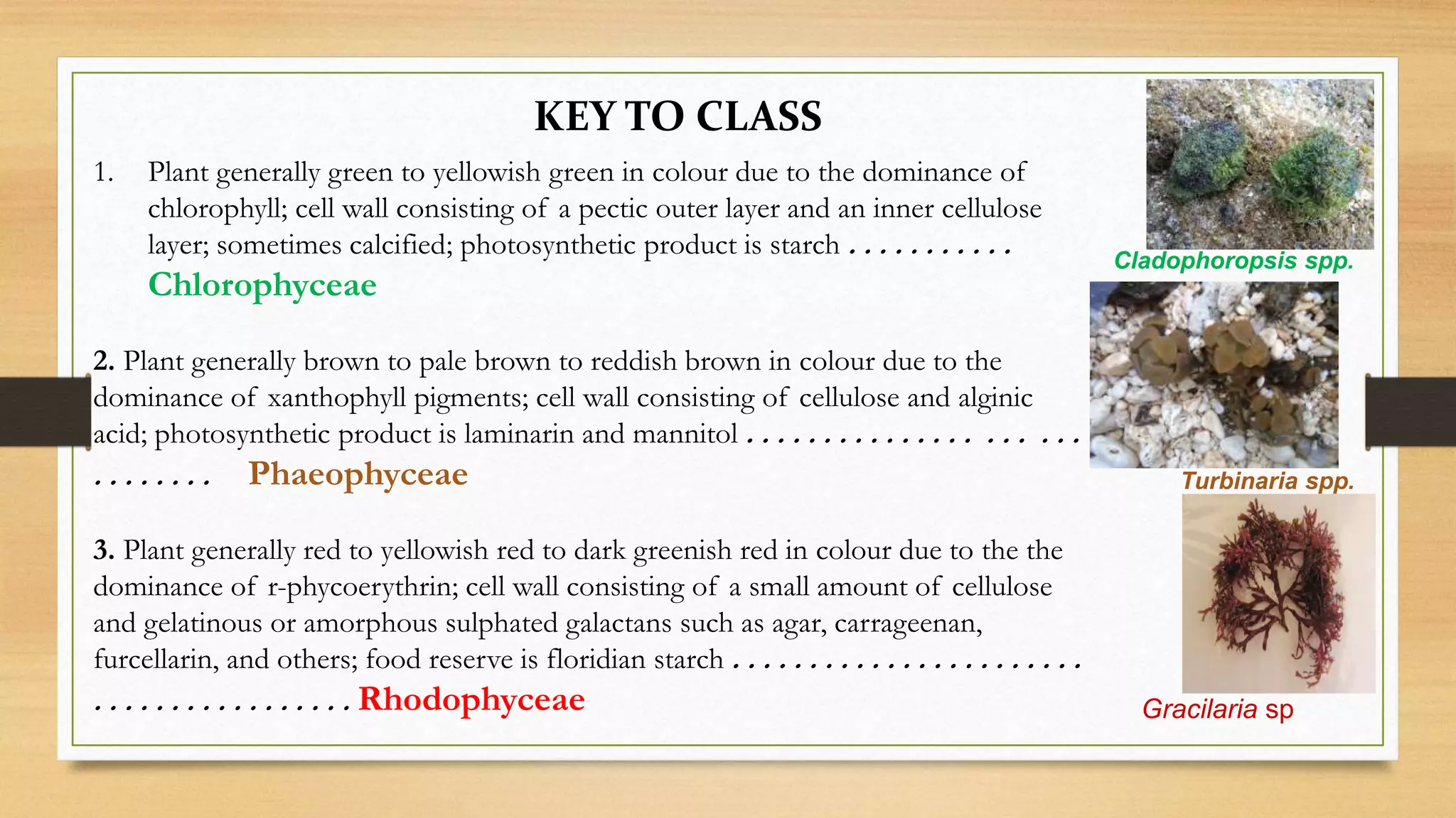 Classification of seaweed | PPTX