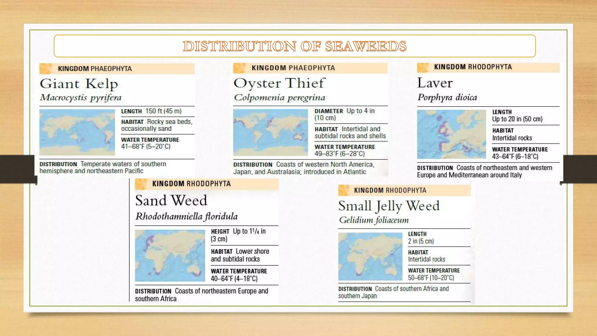 Classification of seaweed | PPTX