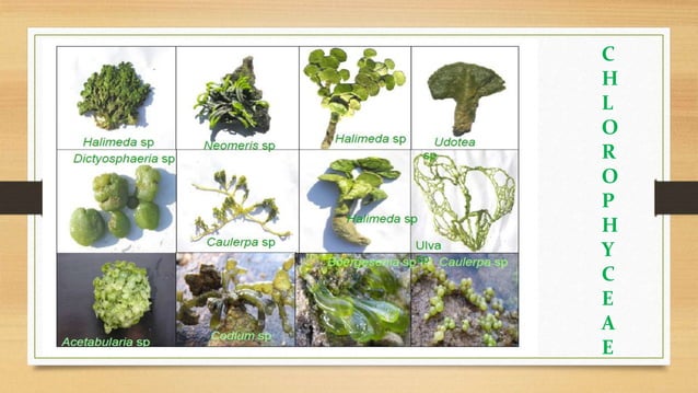 Classification of seaweed | PPT