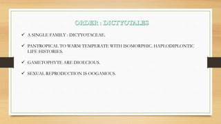 Classification of seaweed | PPTX