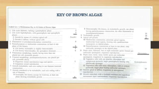 Classification of seaweed | PPTX