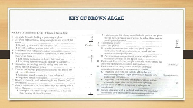 Classification of seaweed | PPTX | Biological Sciences | Science