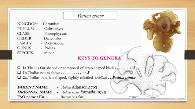 Classification of seaweed | PPTX | Biological Sciences | Science