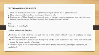 Classification of seaweed | PPTX