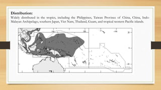 Classification of seaweed | PPTX