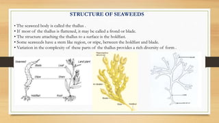 Classification of seaweed | PPTX