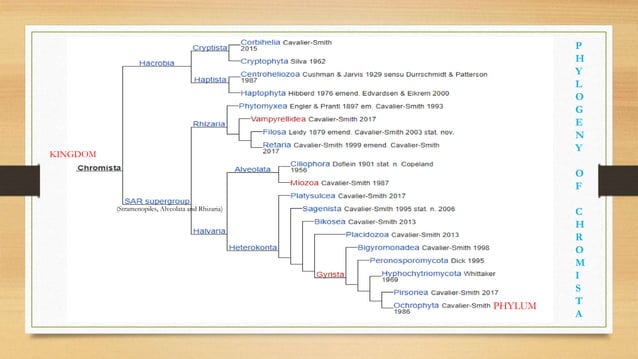 Classification of seaweed | PPTX | Biological Sciences | Science
