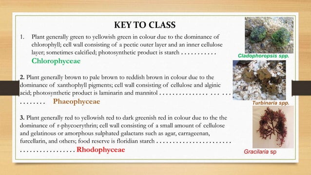 Classification of seaweed | PPTX | Biological Sciences | Science