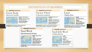 Classification of seaweed | PPTX