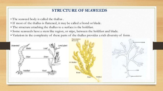 Classification of seaweed