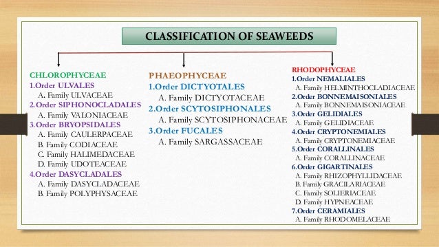 Classification of seaweed