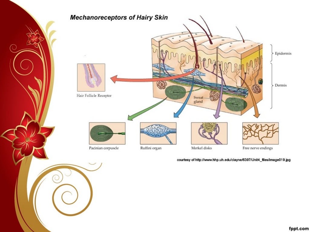 Classification of somatic sensation