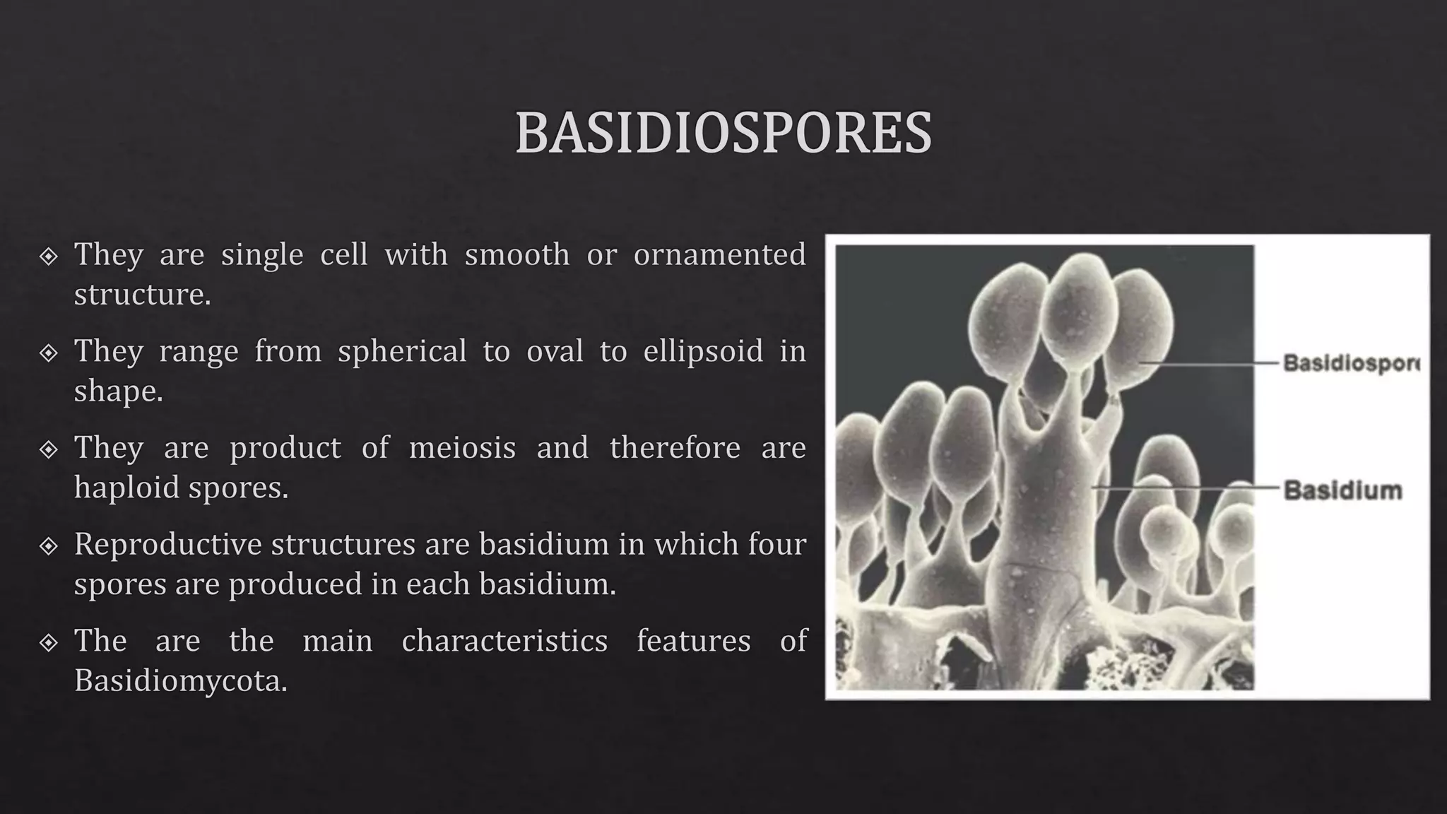 Difference between Spore, Gamete and Seed and the Classification of ...