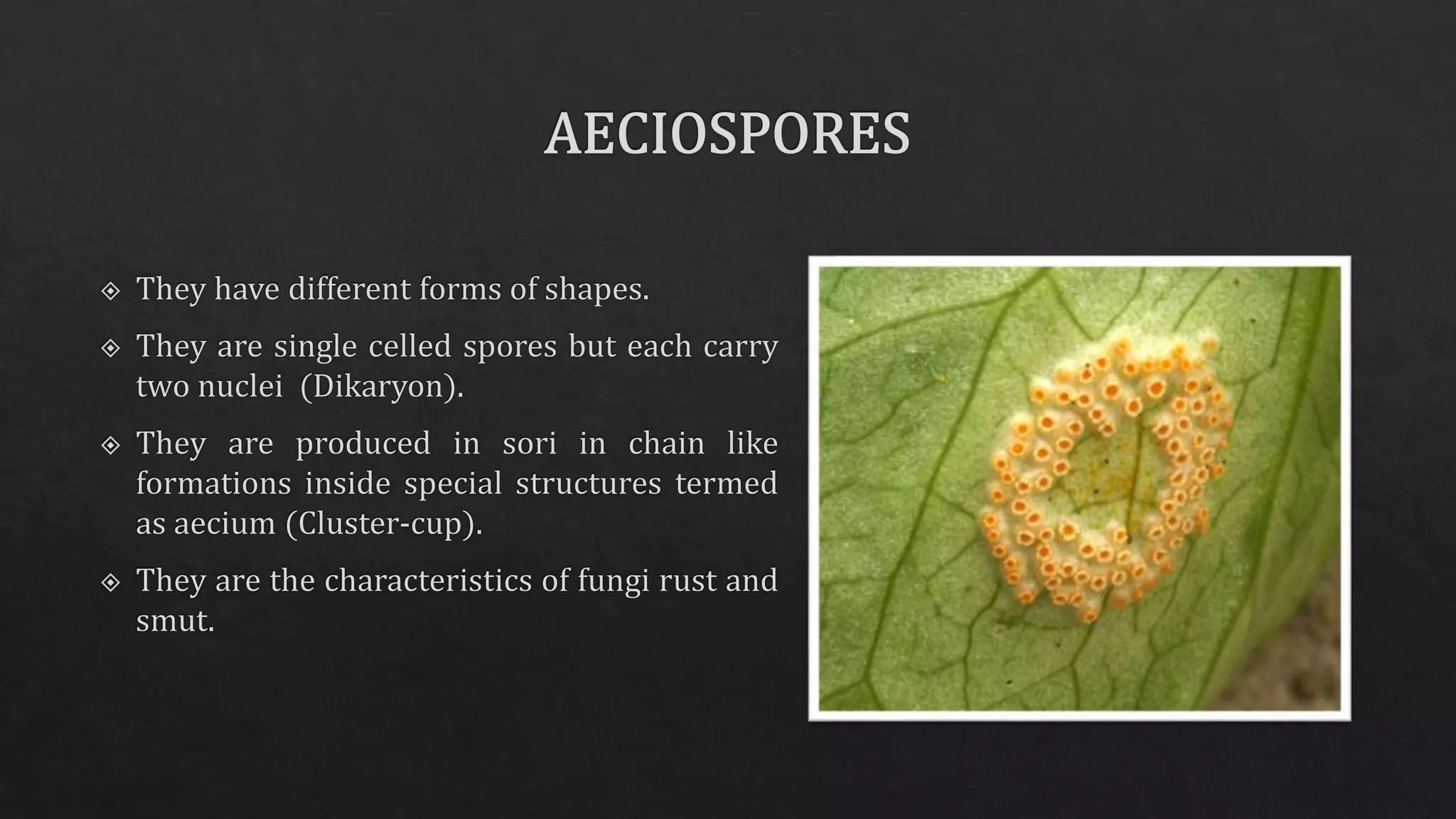 Difference between Spore, Gamete and Seed and the Classification of ...