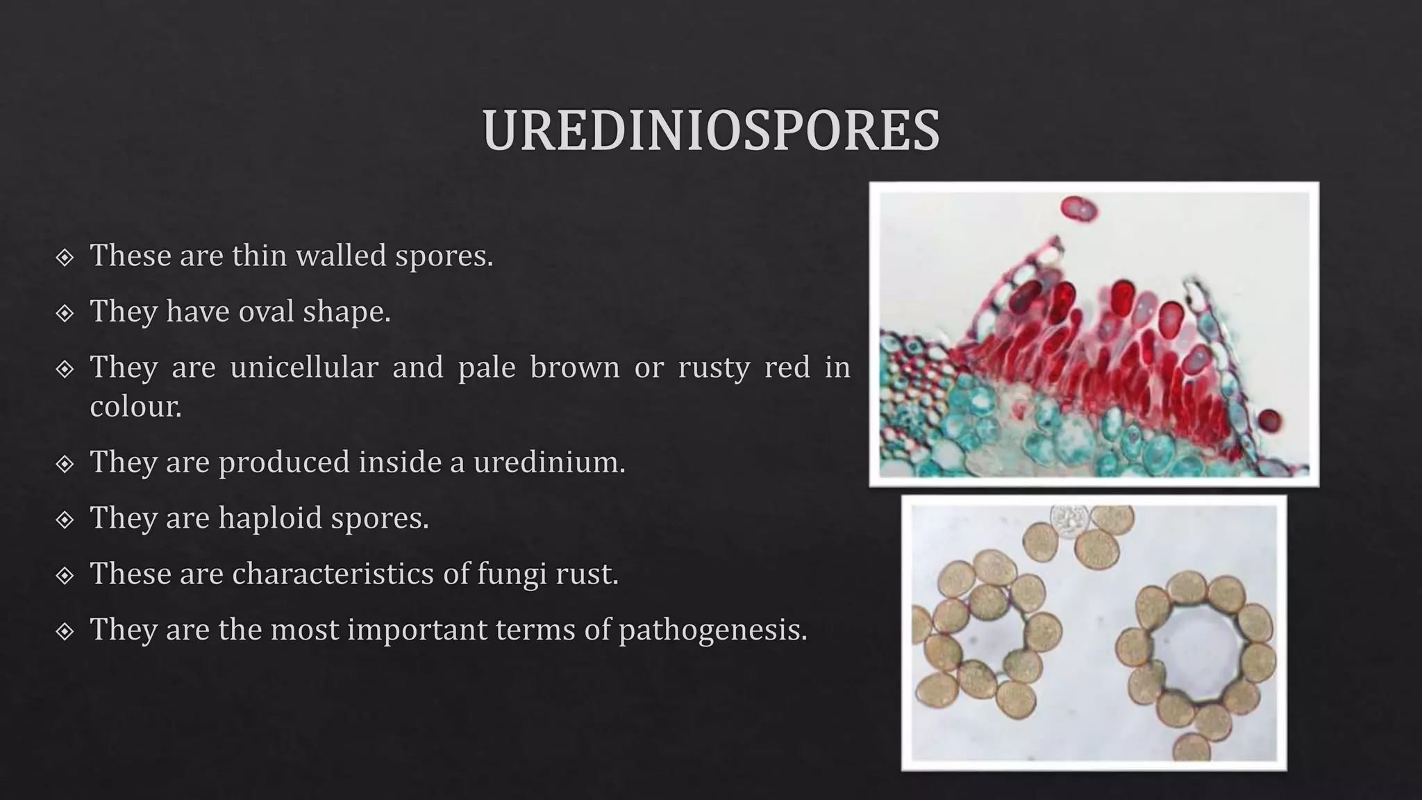 Difference between Spore, Gamete and Seed and the Classification of ...