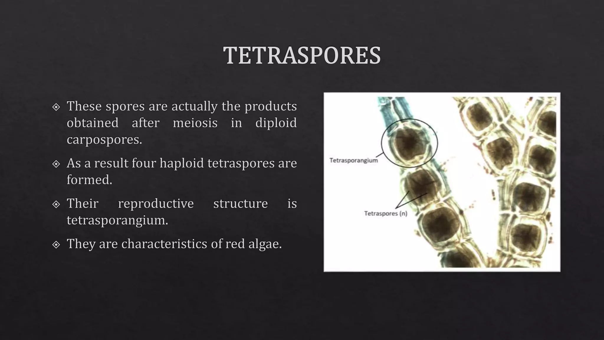 Difference between Spore, Gamete and Seed and the Classification of ...