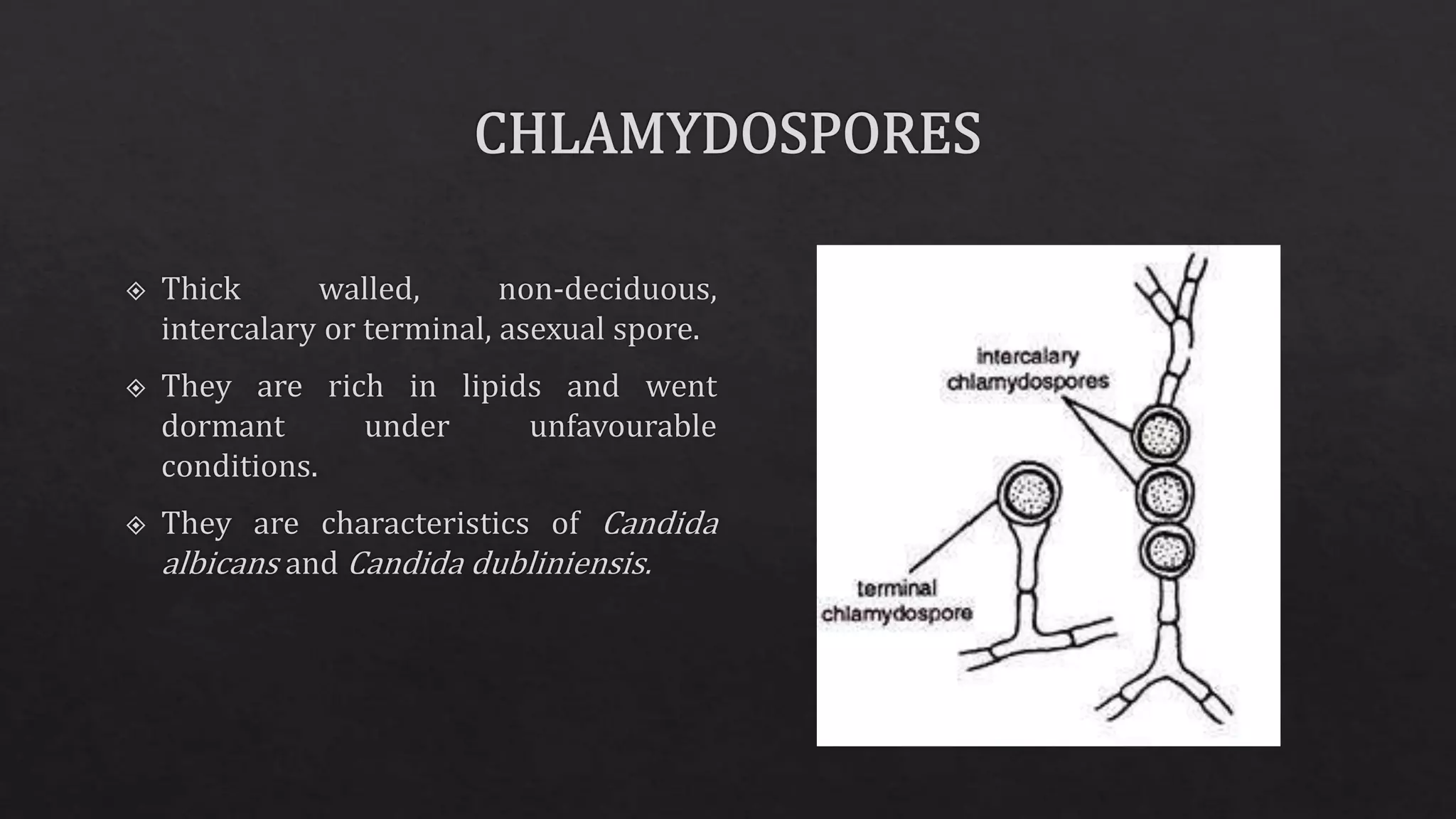 Difference between Spore, Gamete and Seed and the Classification of ...