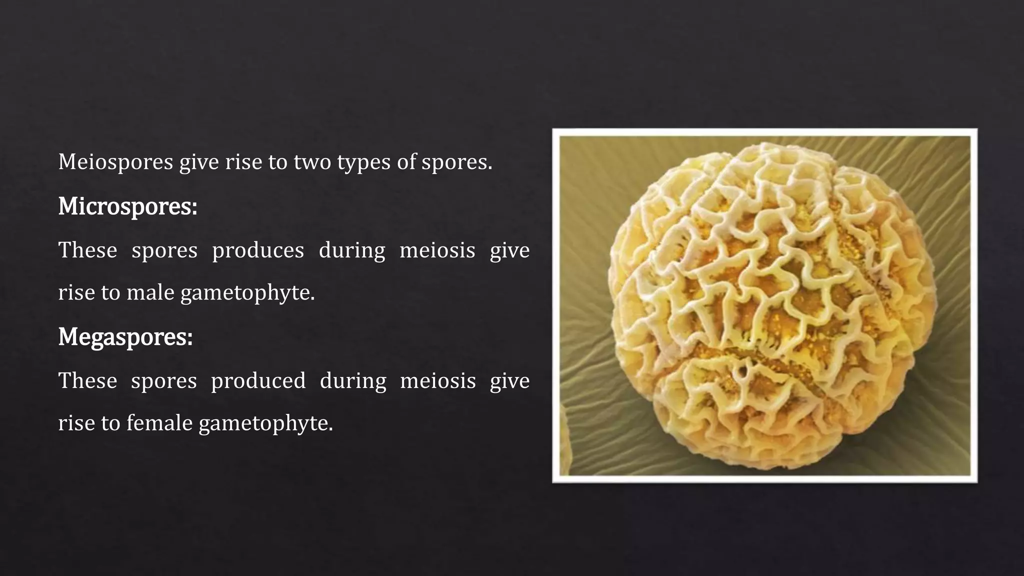 Difference between Spore, Gamete and Seed and the Classification of ...
