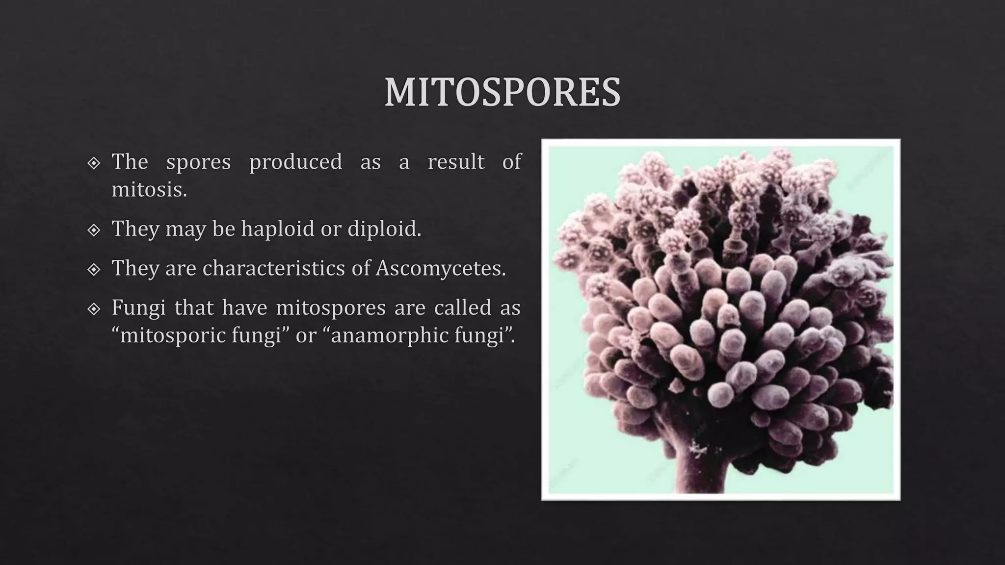 Difference between Spore, Gamete and Seed and the Classification of ...
