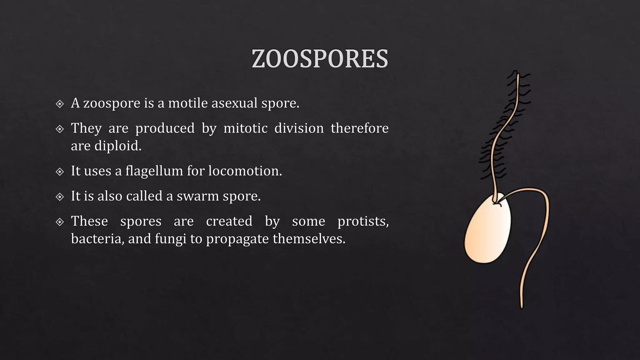 Difference between Spore, Gamete and Seed and the Classification of ...