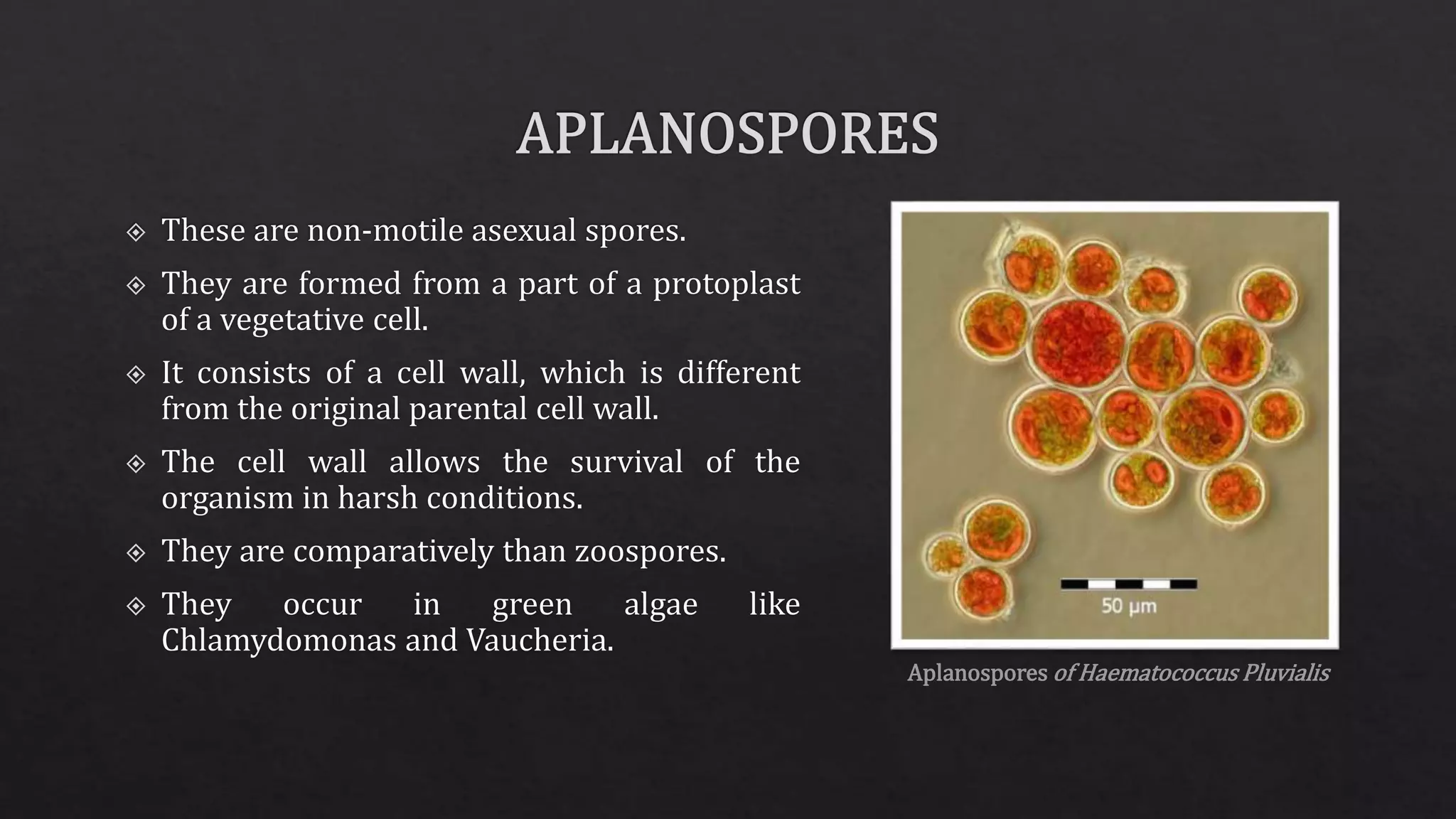 Difference between Spore, Gamete and Seed and the Classification of ...