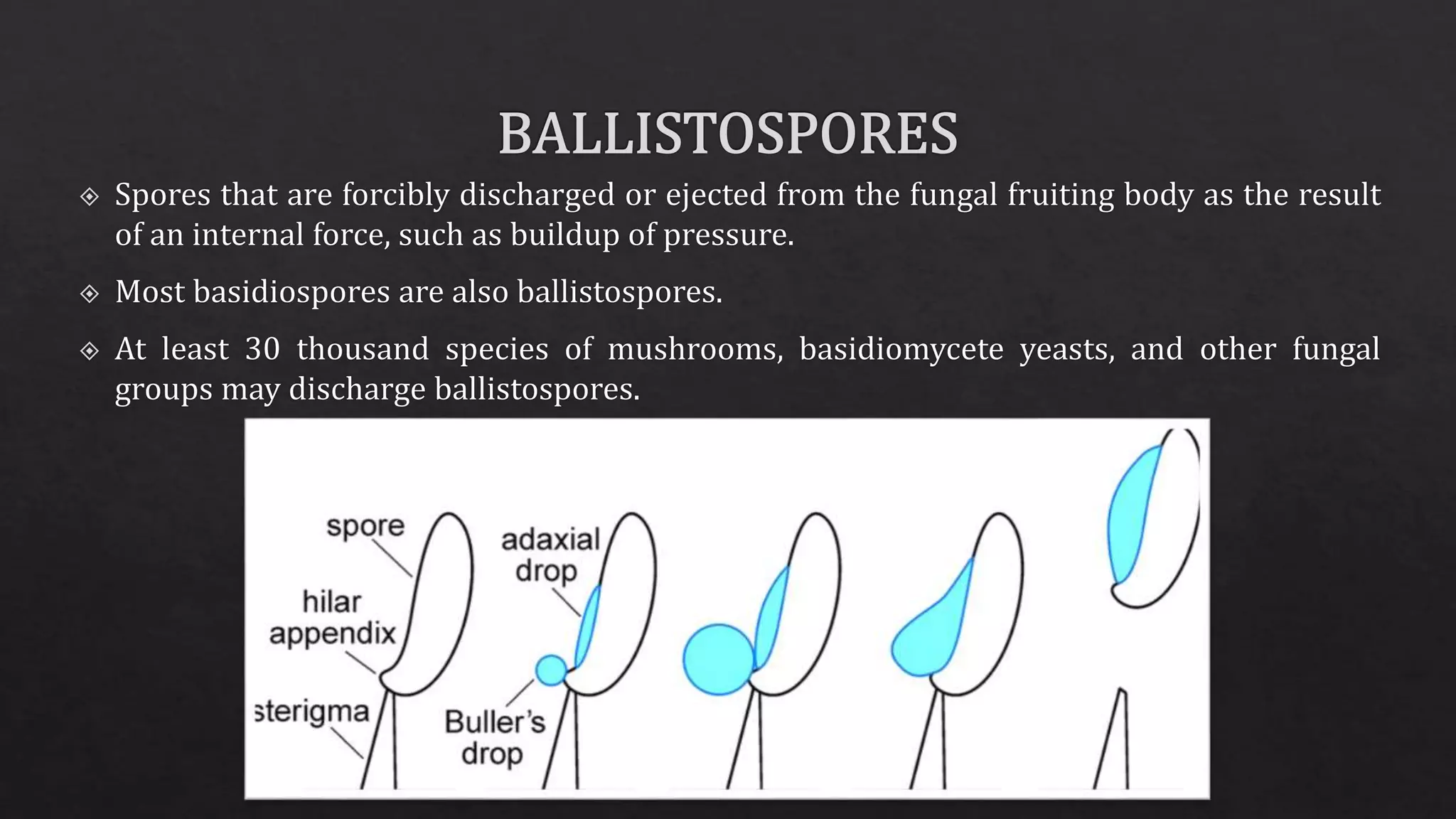 Difference between Spore, Gamete and Seed and the Classification of ...