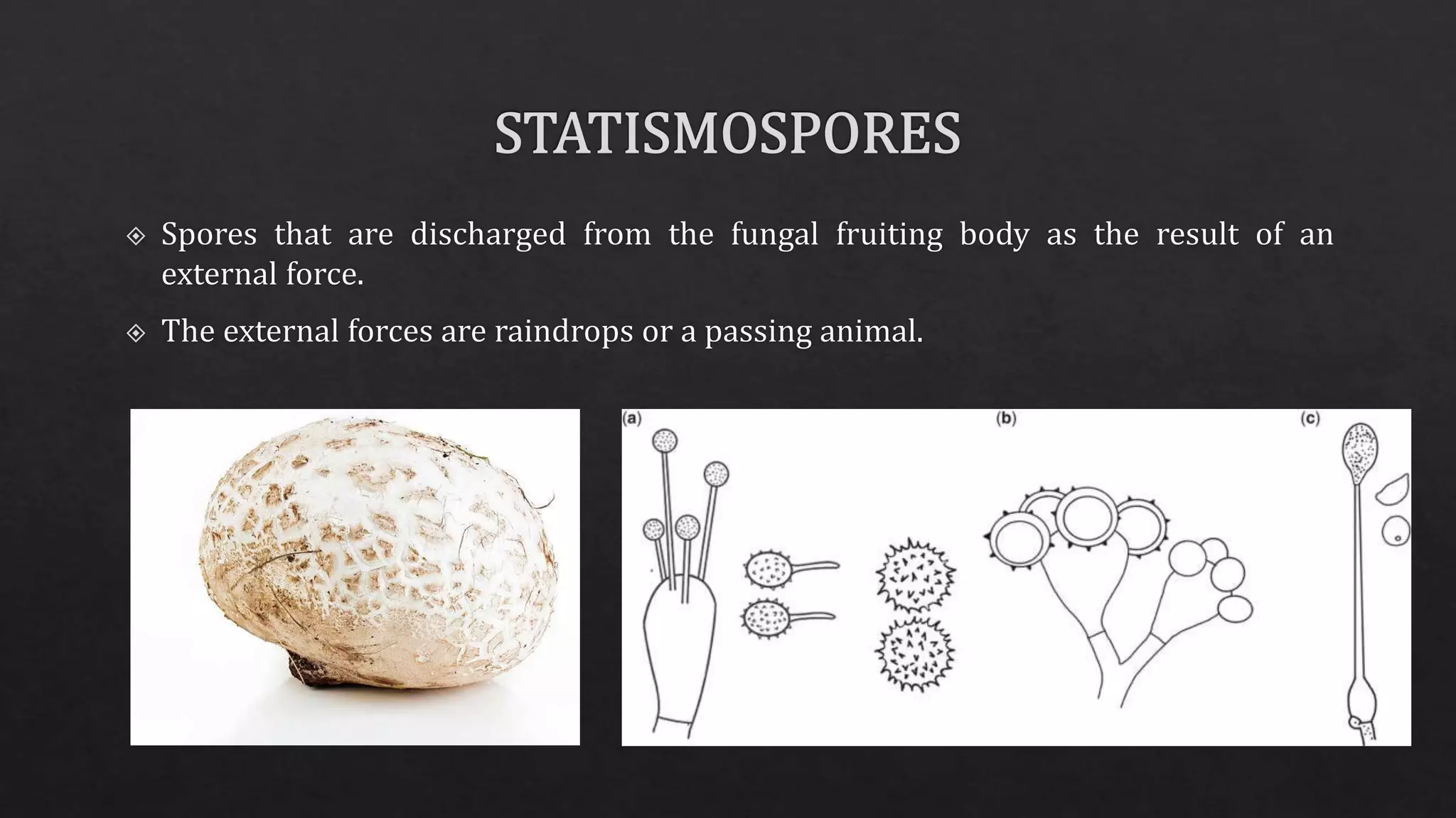 Difference between Spore, Gamete and Seed and the Classification of ...