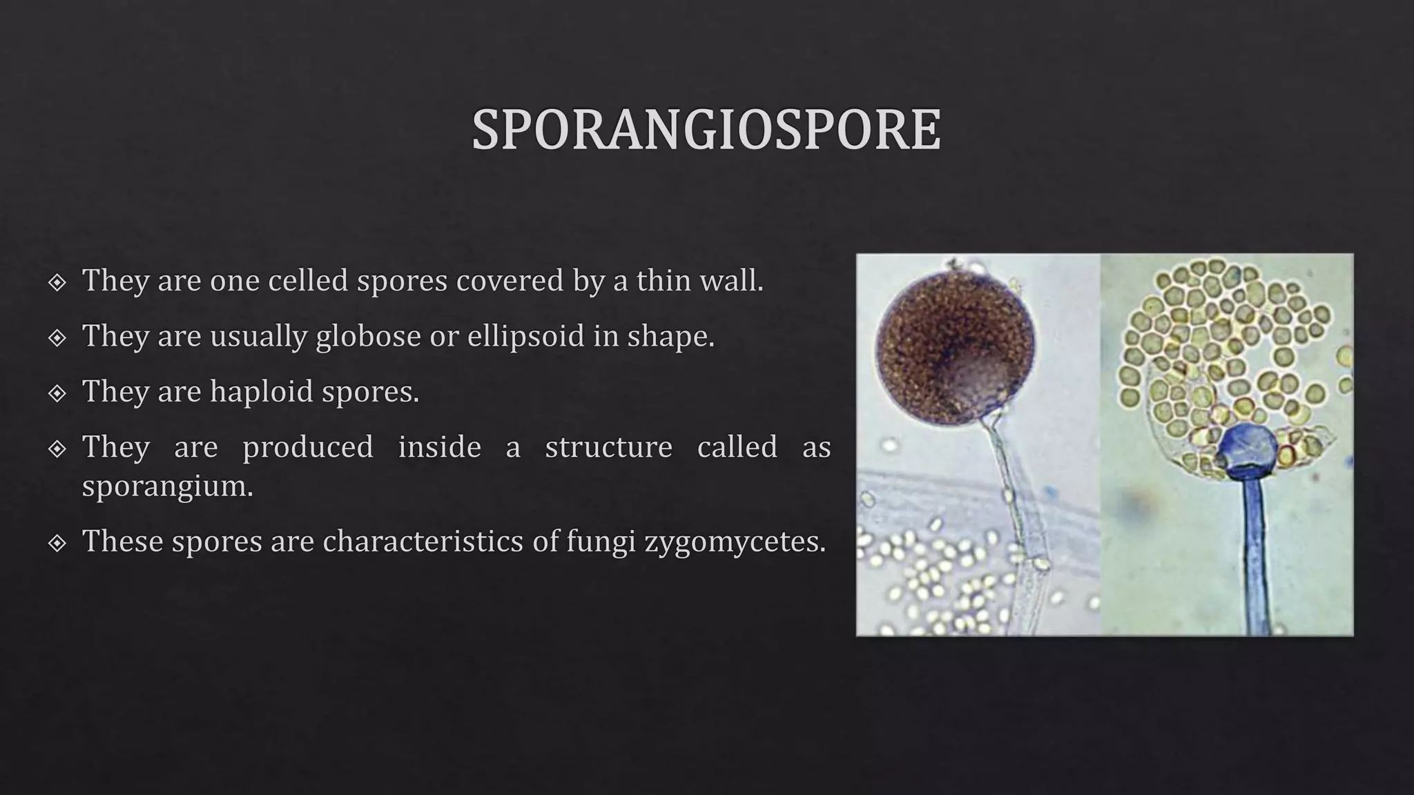 Difference between Spore, Gamete and Seed and the Classification of ...