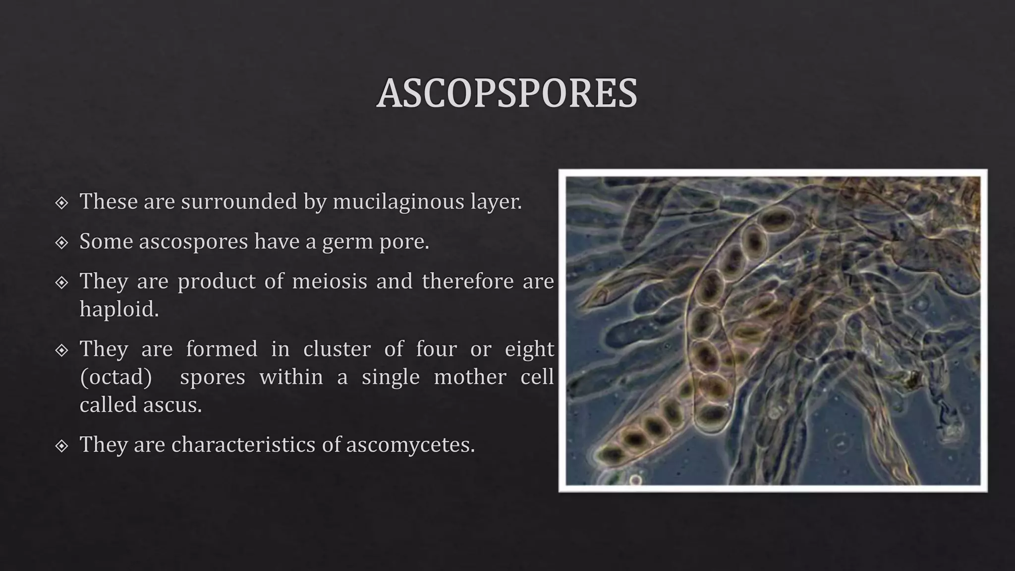 Difference between Spore, Gamete and Seed and the Classification of ...