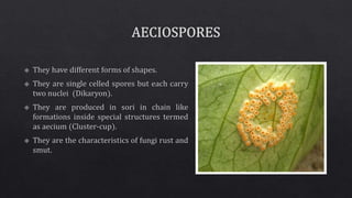 Difference between Spore, Gamete and Seed and the Classification of ...