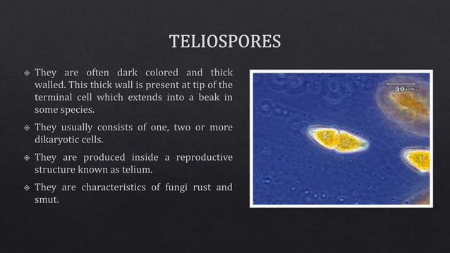 Difference between Spore, Gamete and Seed and the Classification of ...