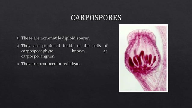 Difference between Spore, Gamete and Seed and the Classification of ...