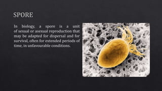 Difference between Spore, Gamete and Seed and the Classification of ...