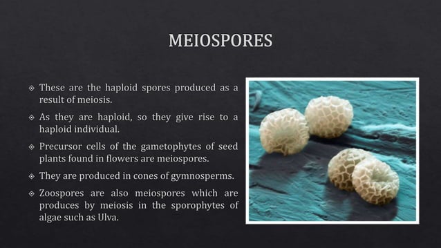 Difference between Spore, Gamete and Seed and the Classification of ...