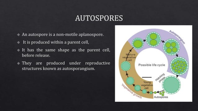 Difference between Spore, Gamete and Seed and the Classification of ...