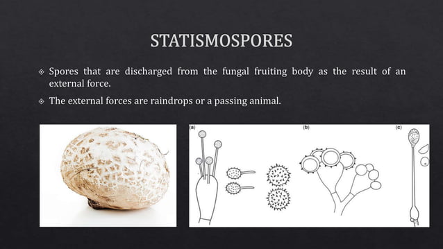 Difference between Spore, Gamete and Seed and the Classification of ...