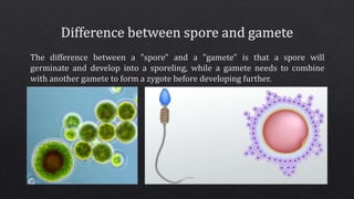 Difference between Spore, Gamete and Seed and the Classification of ...