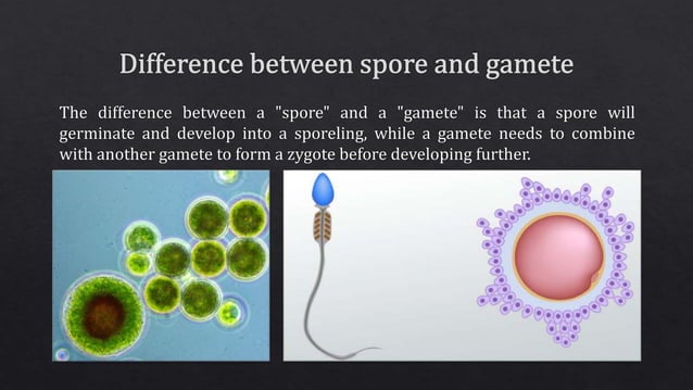 Difference between Spore, Gamete and Seed and the Classification of ...