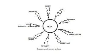 Classification of Stress Caused in Plants.pptx