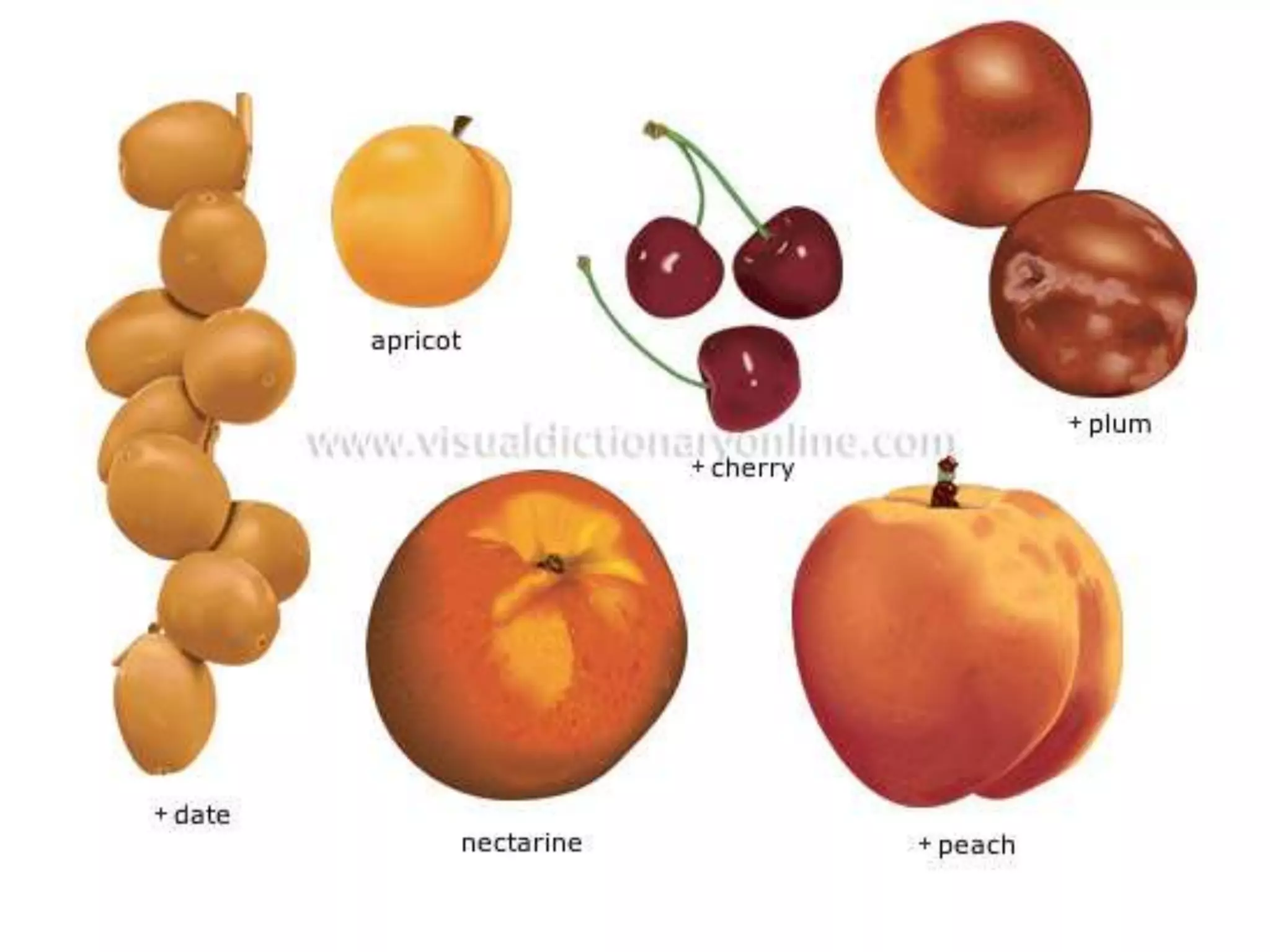 Classification of temperature fruits | PPT
