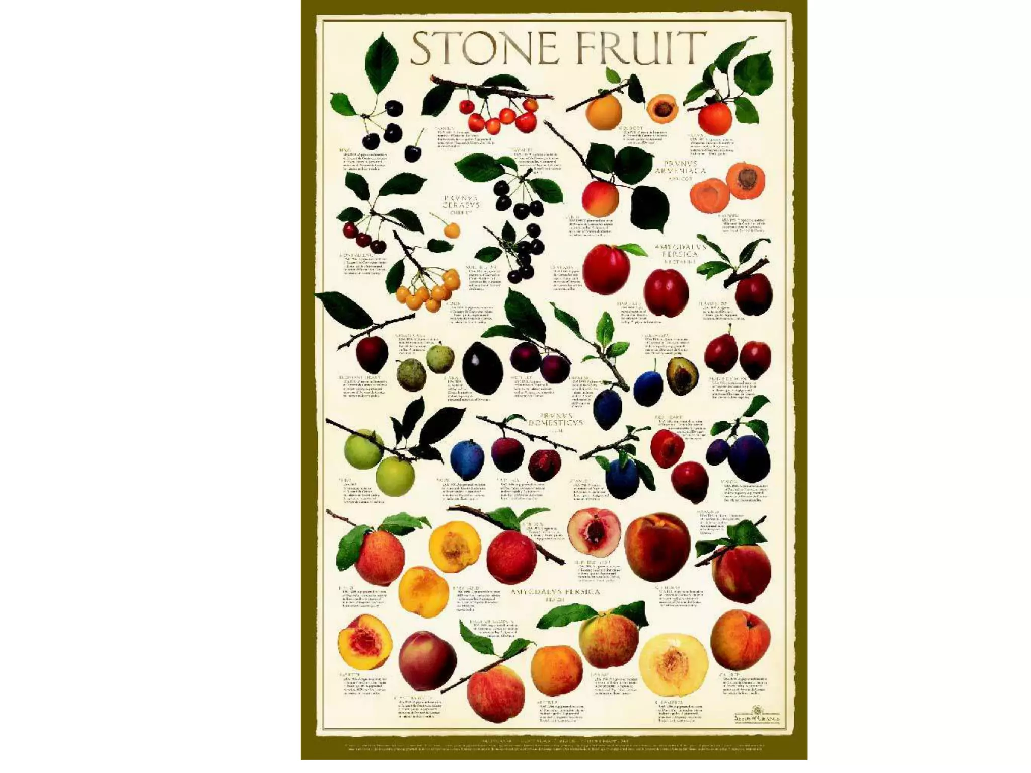 Classification of temperature fruits | PPT