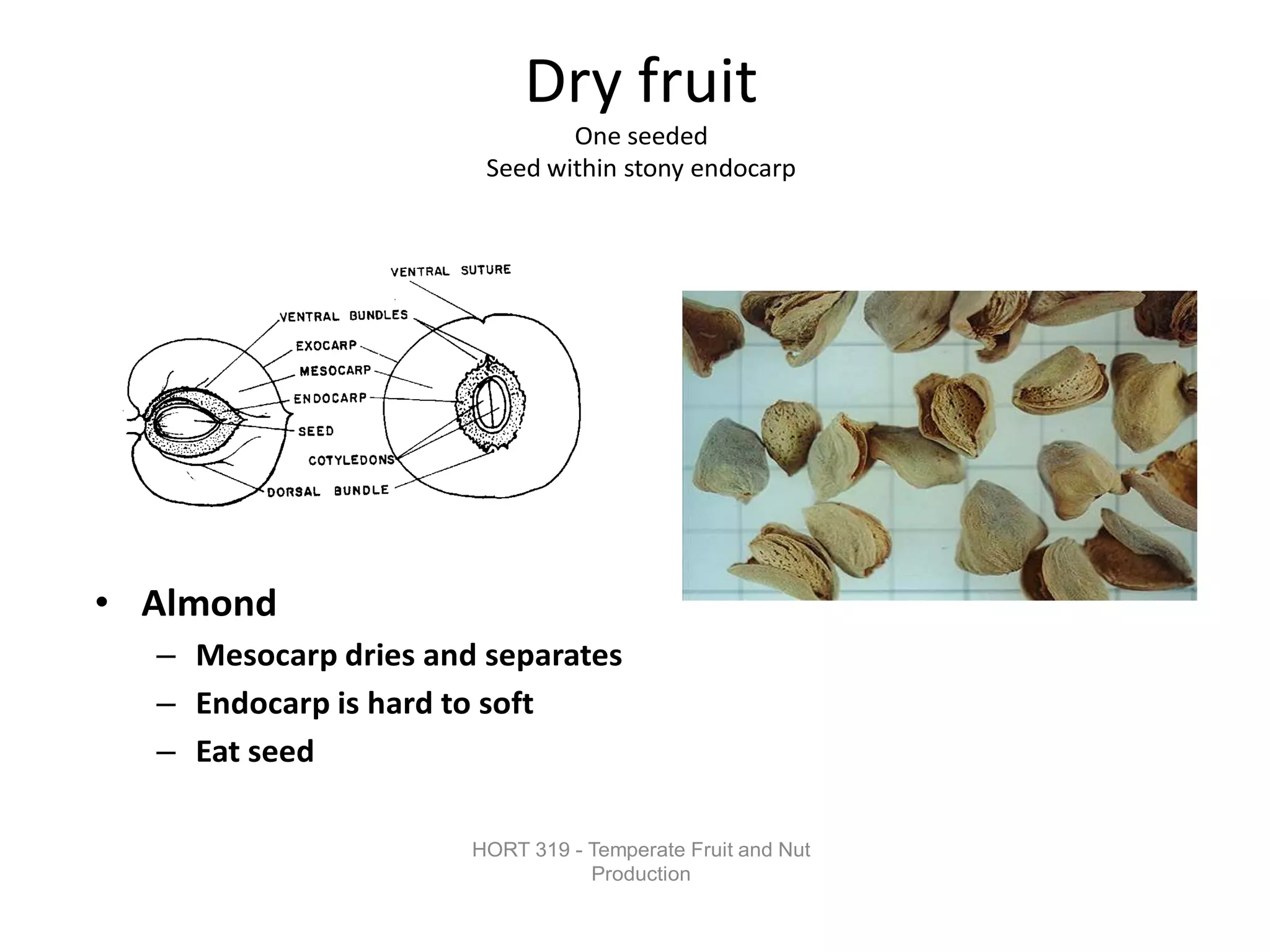Classification of temperature fruits | PPT