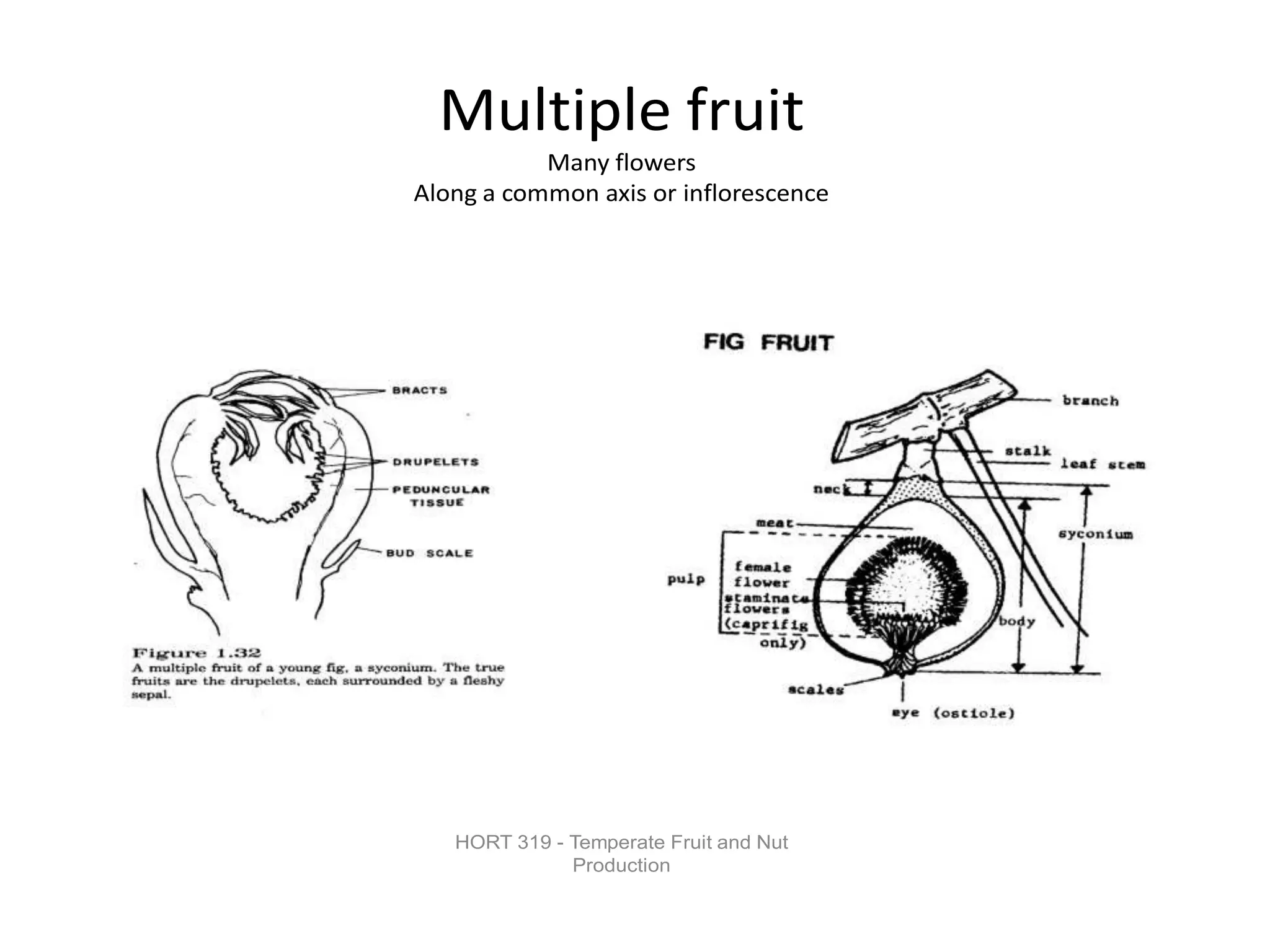 Classification of temperature fruits | PPT