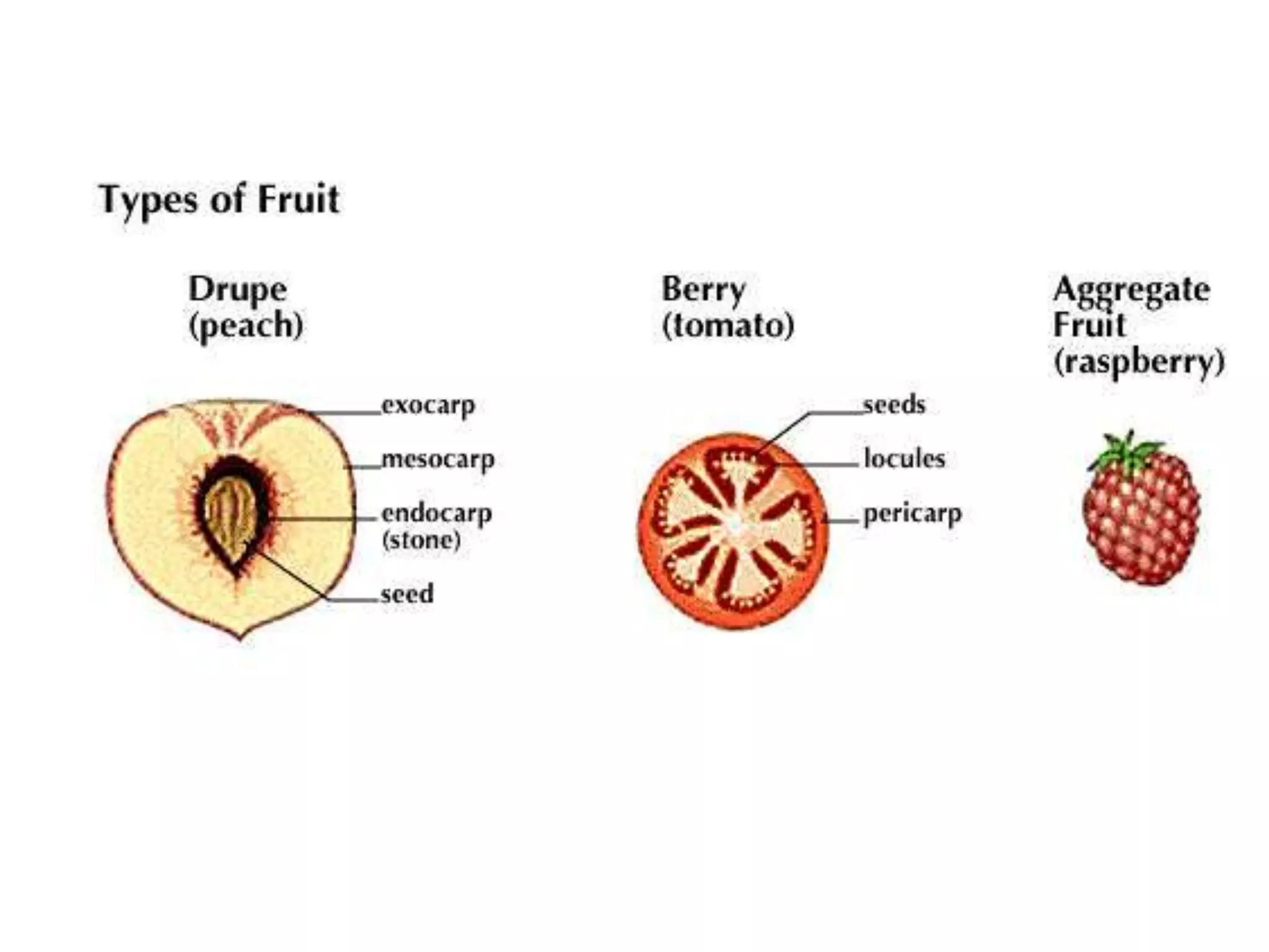 Classification of temperature fruits | PPT