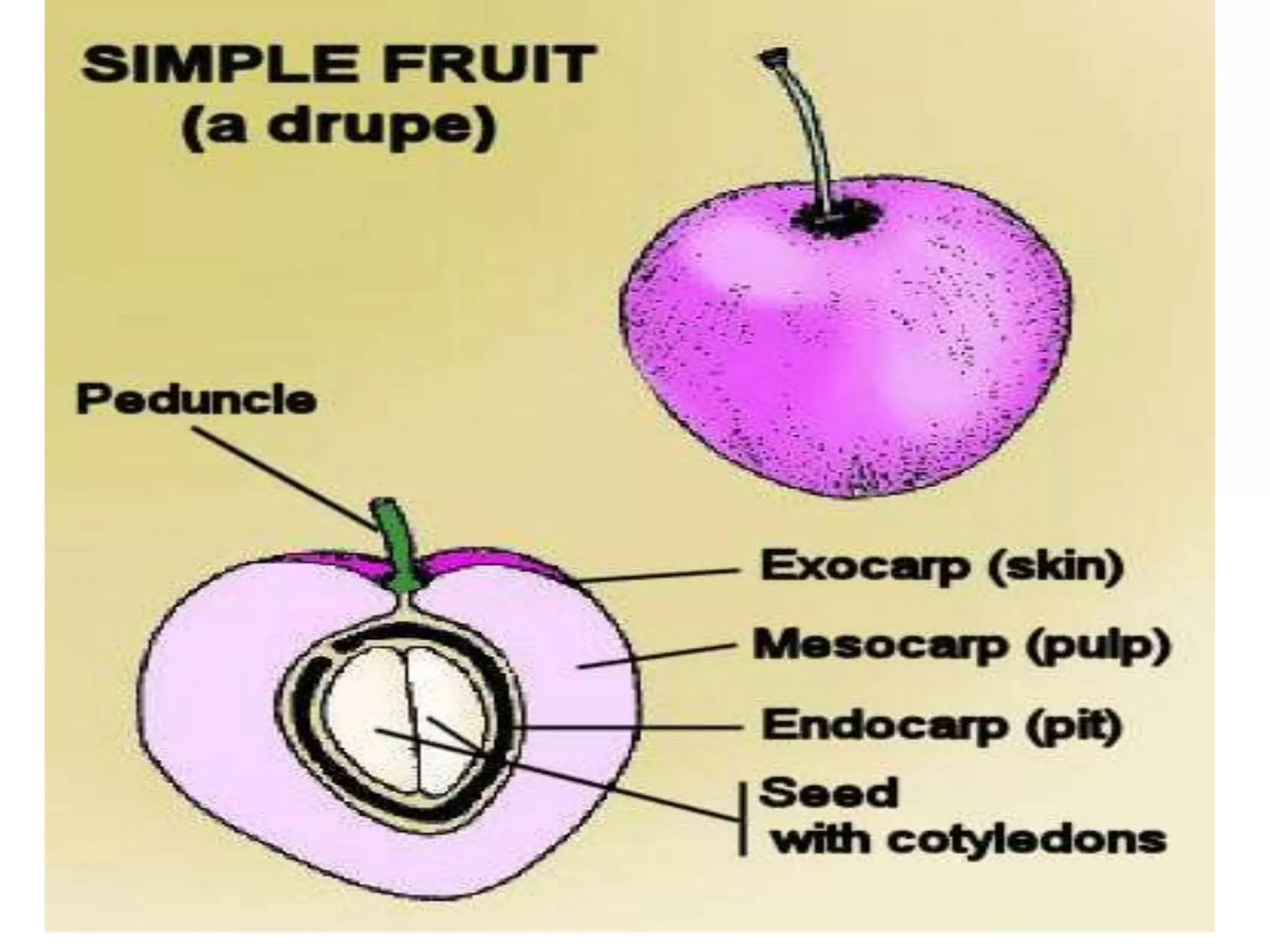 Classification of temperature fruits | PPT