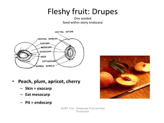Drupe Fruit Examples